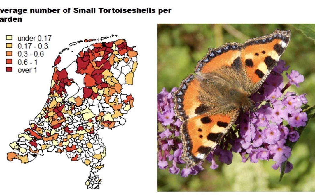 Garden butterfly count - ACTION Project