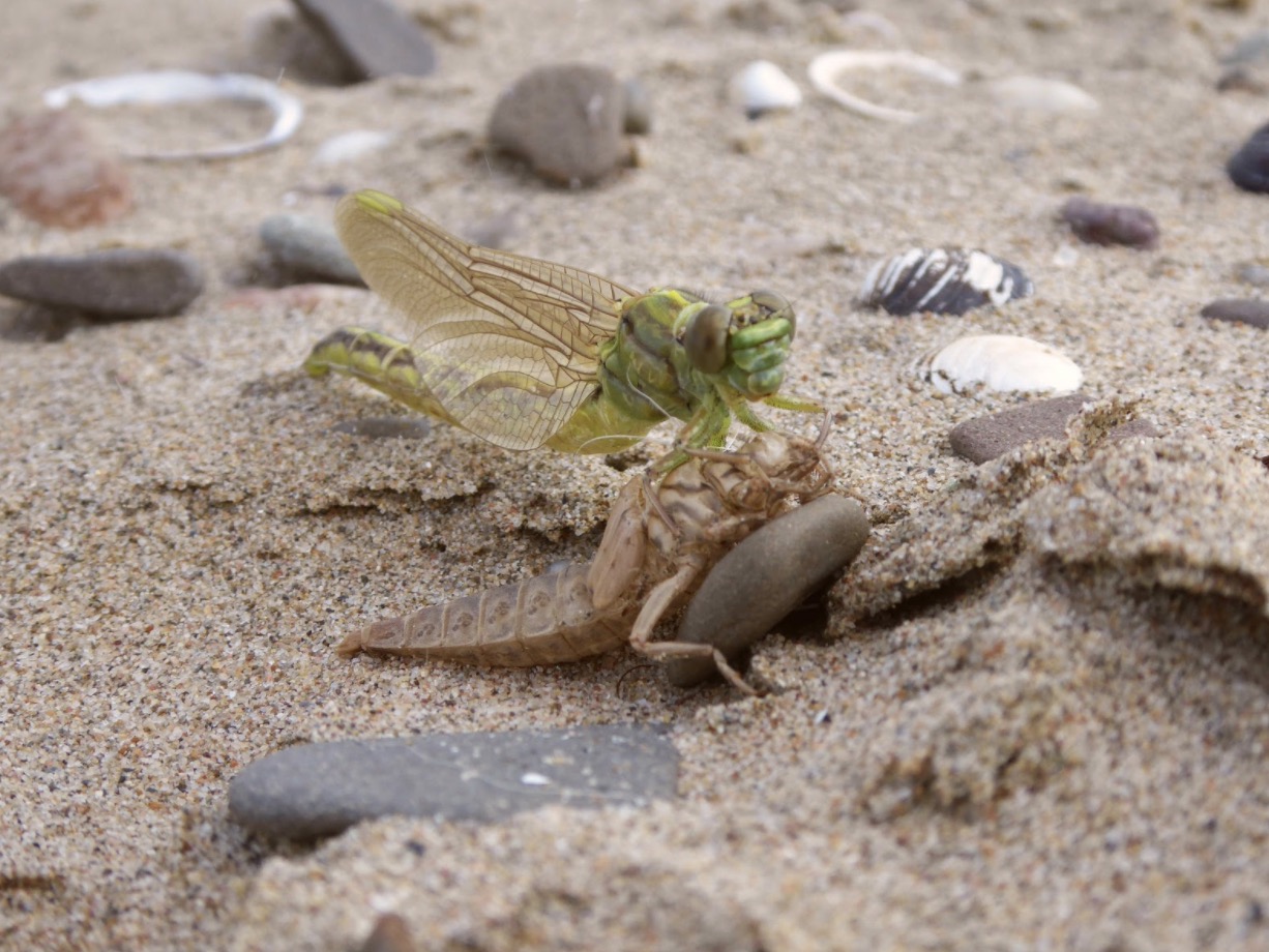 Hunt for river dragon(flie)s - ACTION Project